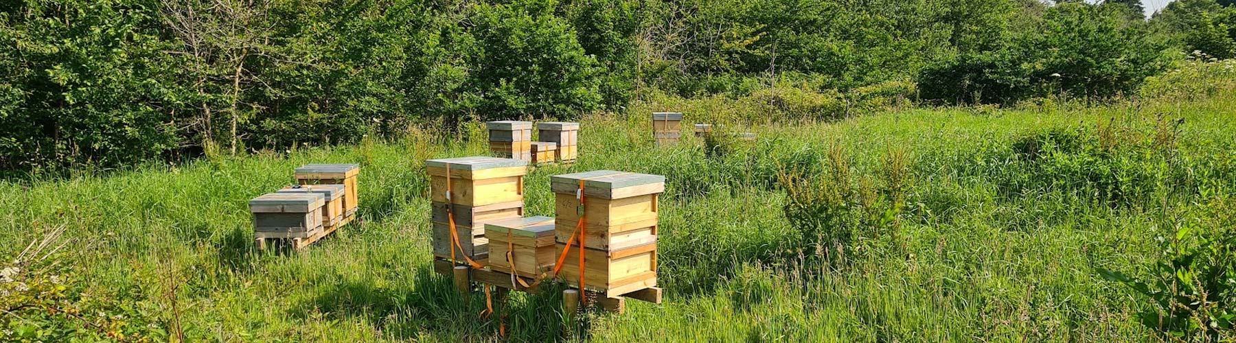 Live Honeybee Removal – Trees & Bees Cornwall