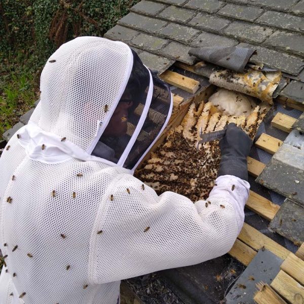 Live Honeybee Removal – Trees & Bees Cornwall