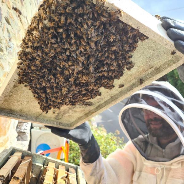 Live Honeybee Removal – Trees & Bees Cornwall