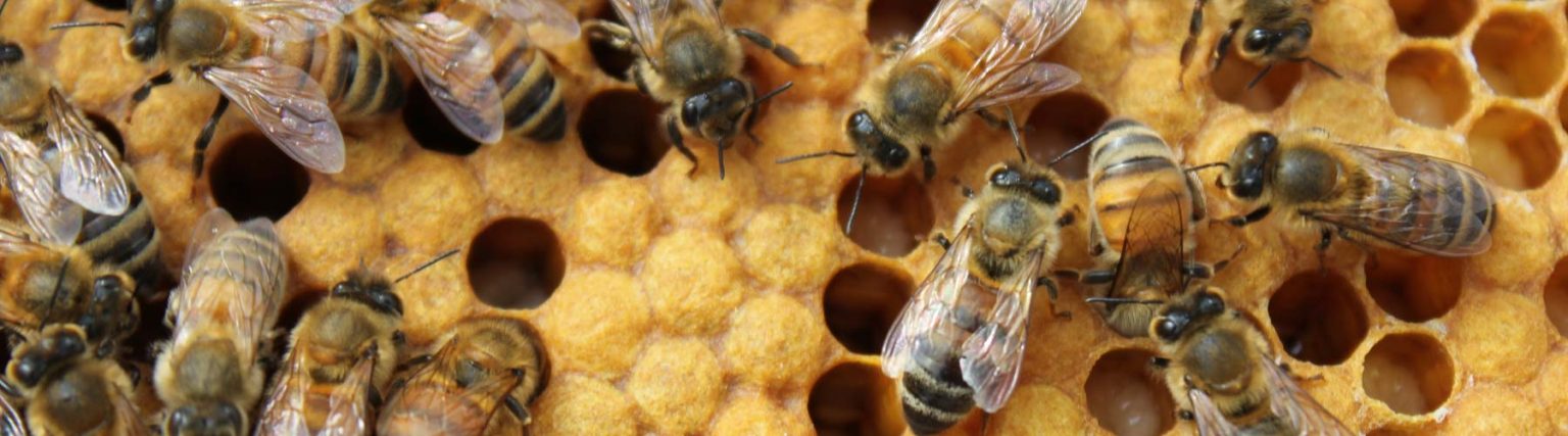 Tree Surgeon & Bee Removal Cornwall