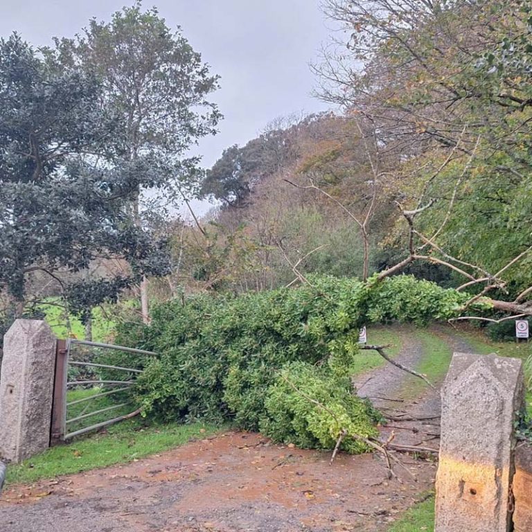 Emergency & Storm Damaged Tree Surgery Cornwall
